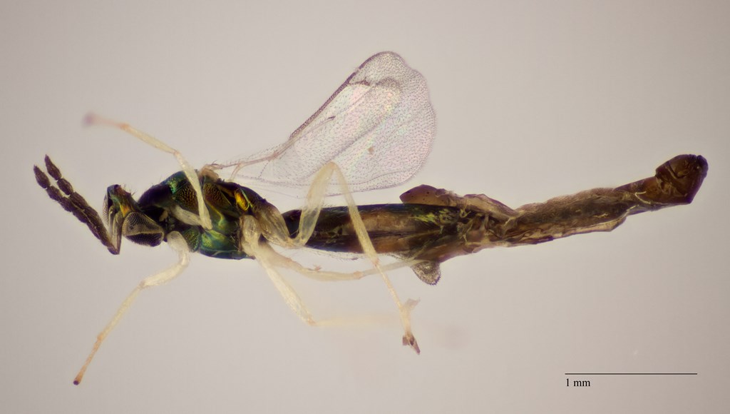 Eulophidae (Eulophidae) - Artsliste med billeder - Naturbasen