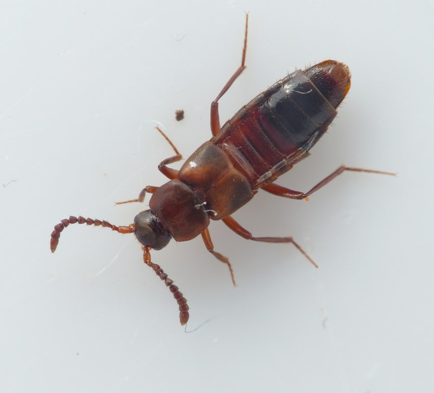 Pella humeralis (Pella humeralis) - Naturbasen