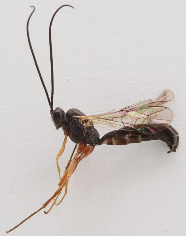 Lissonota fundator (Lissonota fundator) - Naturbasen