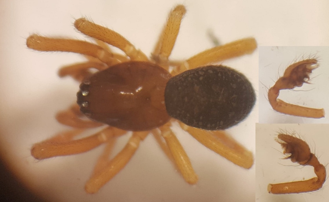 Robertus neglectus (Robertus neglectus) - Naturbasen