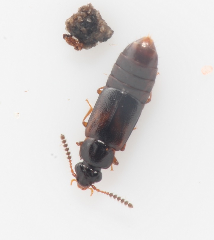 Phyllodrepa nigra (Phyllodrepa nigra) - Naturbasen