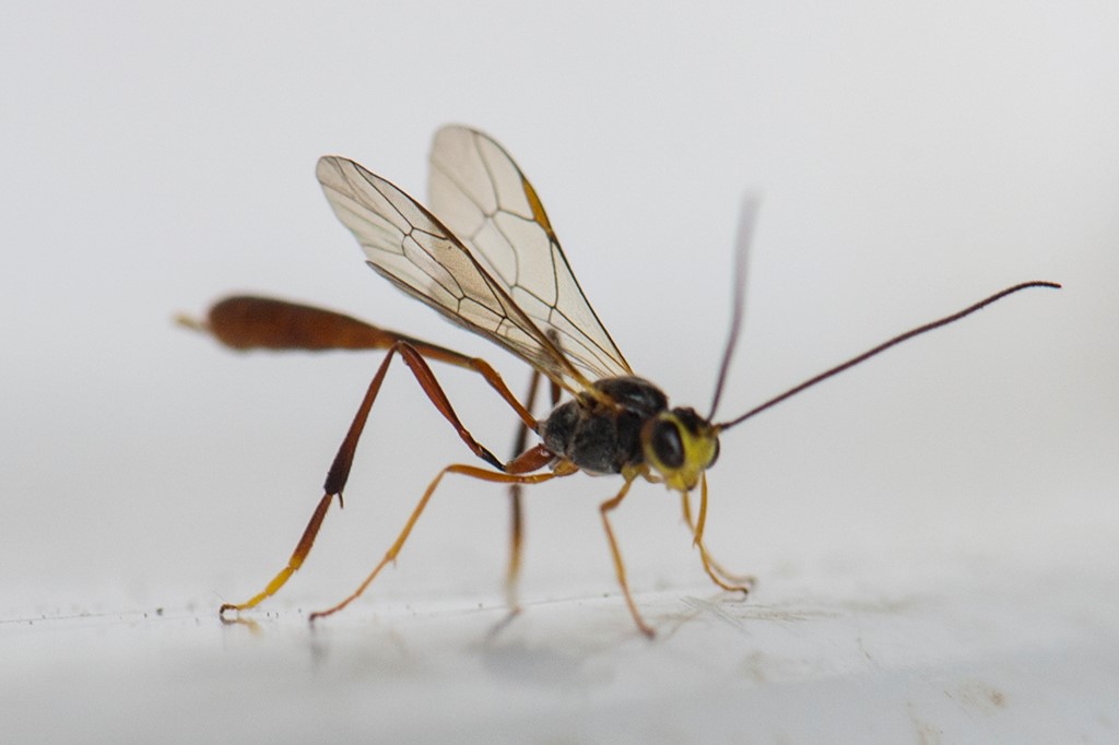 Agrypon flaveolatum (Agrypon flaveolatum) - Naturbasen