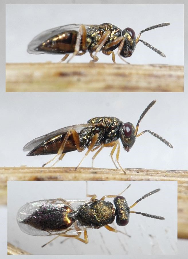 Trichomalus sp. (Trichomalus sp.) - Naturbasen