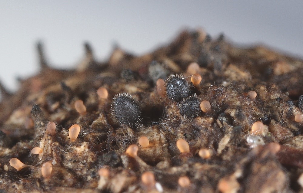 Coniochaeta sp. (Coniochaeta sp.) - Naturbasen