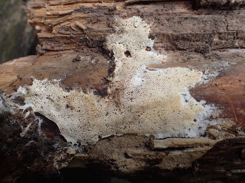 Antrodia vaillantii (Antrodia vaillantii) - Naturbasen