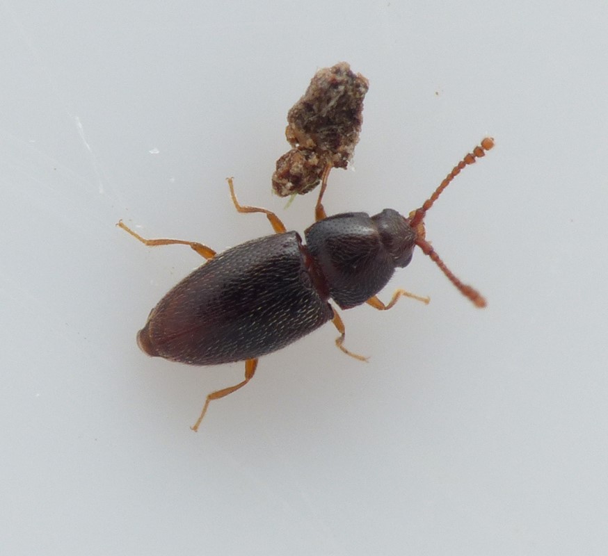 Atomaria nigrirostris (Atomaria nigrirostris) - Naturbasen