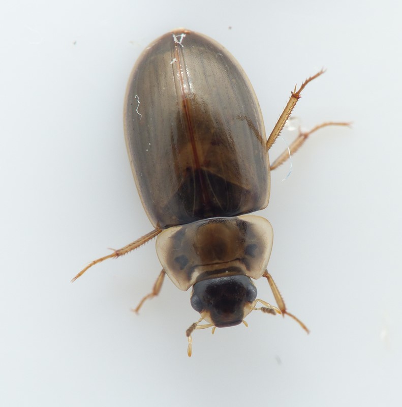 Enochrus halophilus (Enochrus halophilus) - Naturbasen