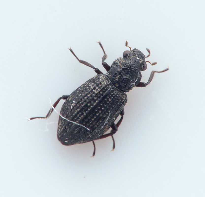 Hydrochus megaphallus (Hydrochus megaphallus) - Naturbasen