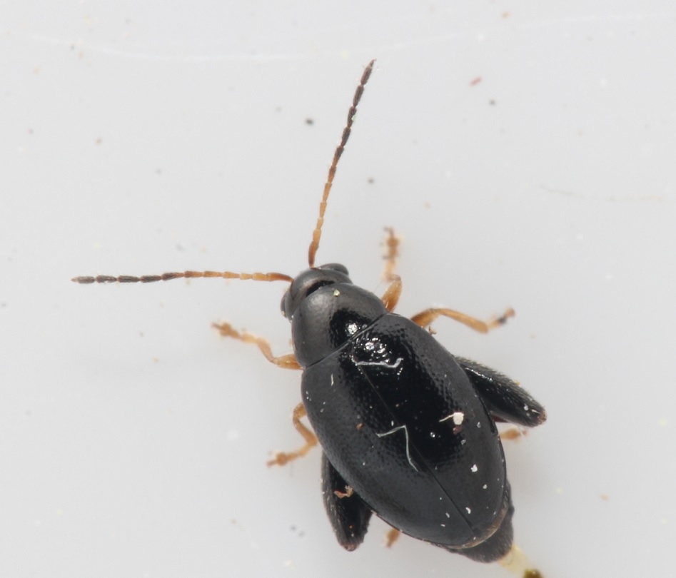 Longitarsus niger (Longitarsus niger) - Naturbasen