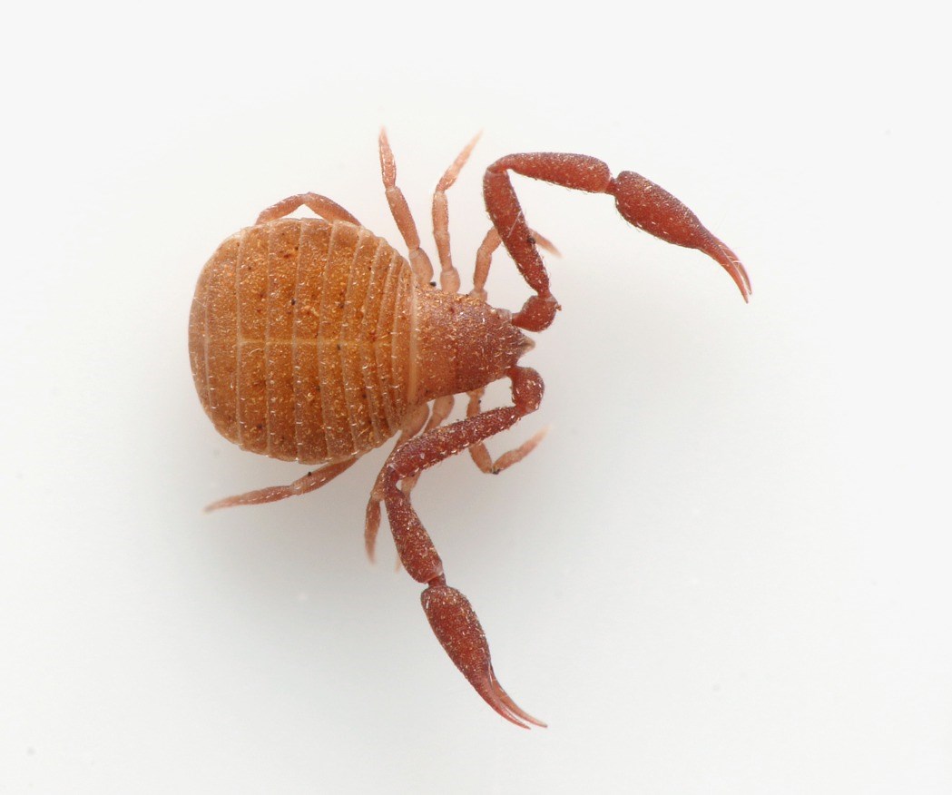 Larca lata (Larca lata) - Naturbasen