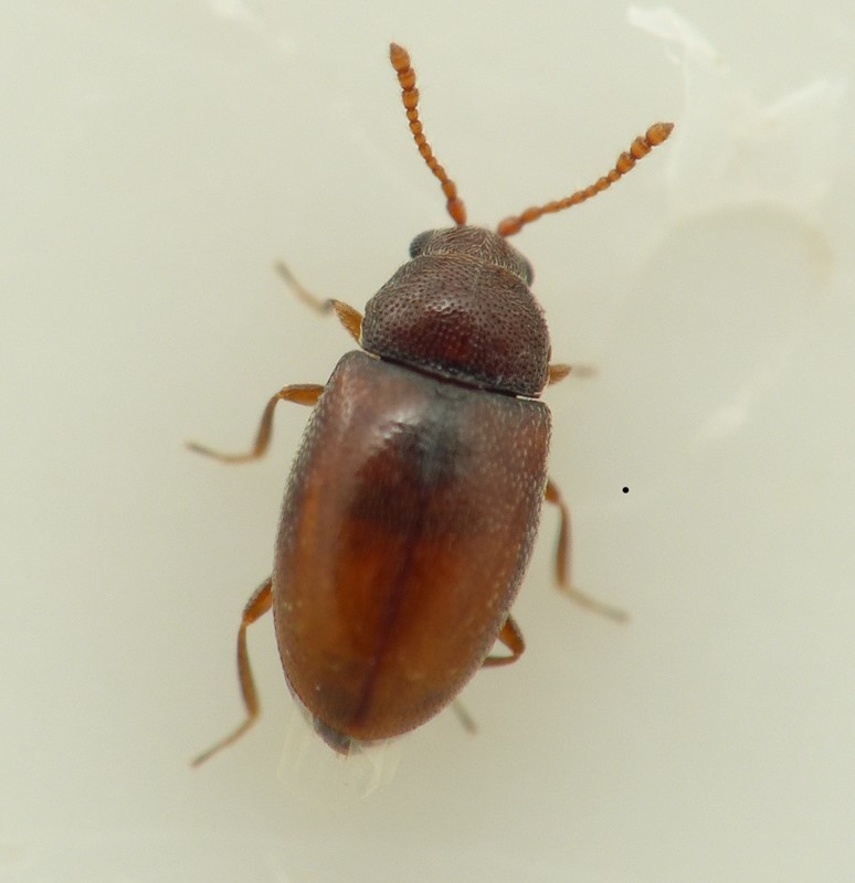 Atomaria fuscata (Atomaria fuscata) - Naturbasen