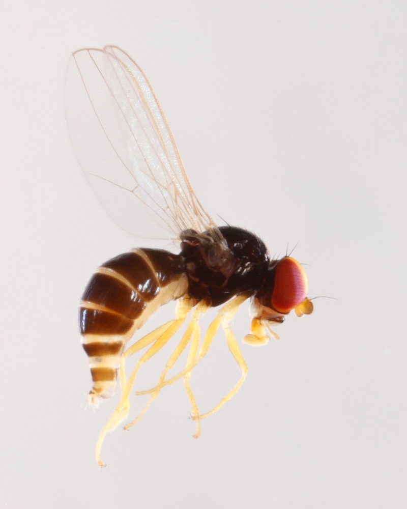 Asteiidae (Asteiidae) - Artsliste med billeder - Naturbasen