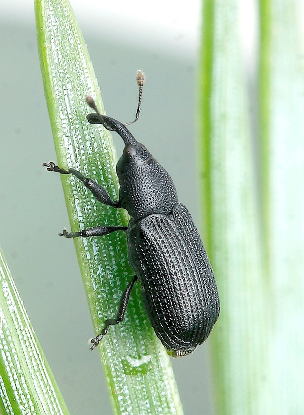 Arter - dyr, planter og svampe - Naturbasen - Danmarks Artsportal