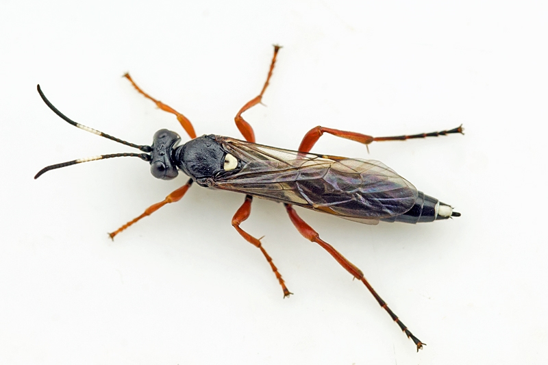 Ichneumonidae (Ichneumonidae) - Artsliste med billeder - Naturbasen