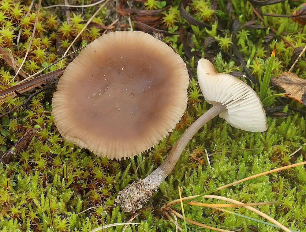Arter der begynder med 'Amara ' - Naturbasen