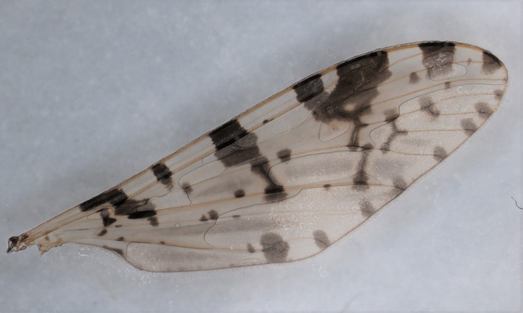 Eloeophila submarmorata (Eloeophila submarmorata) - Naturbasen