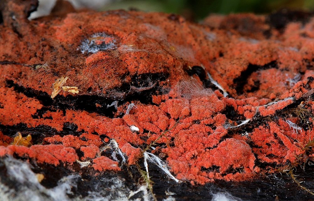 Thelephoraceae (Thelephoraceae) - Naturbasen - Danmarks Artsportal