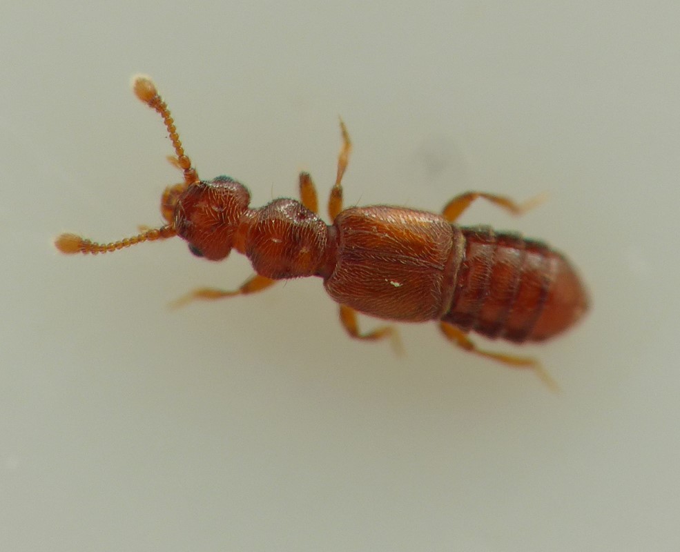 Euplectus karstenii (Euplectus karstenii) - Naturbasen
