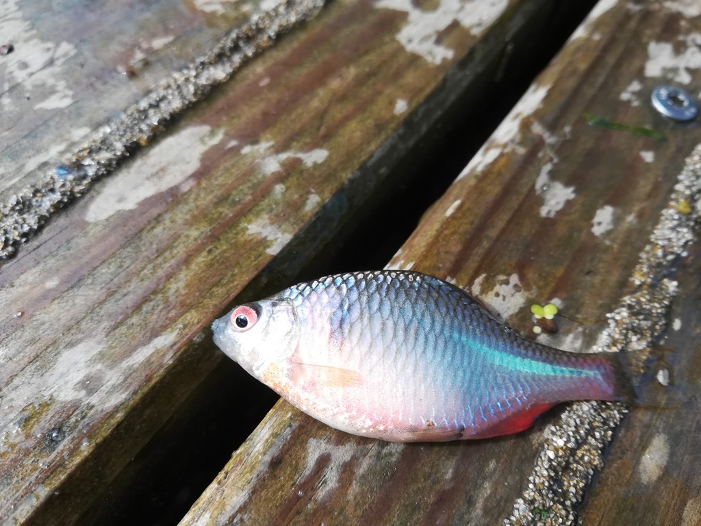 Europæisk Bitterling (Rhodeus amarus) - Naturbasen