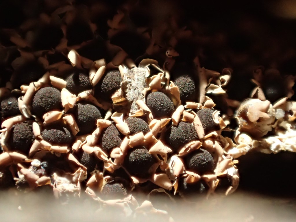 Diderma floriforme (Diderma floriforme) - Naturbasen