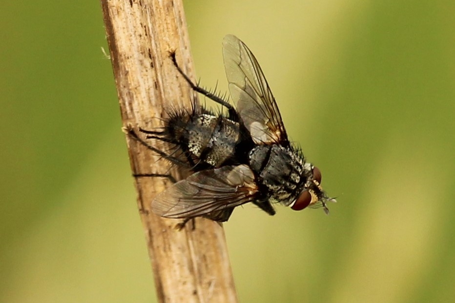 Exorista rustica (Exorista rustica) - Naturbasen