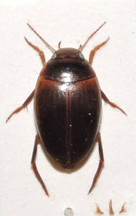 Arter der begynder med 'Cleonymus ' - Naturbasen