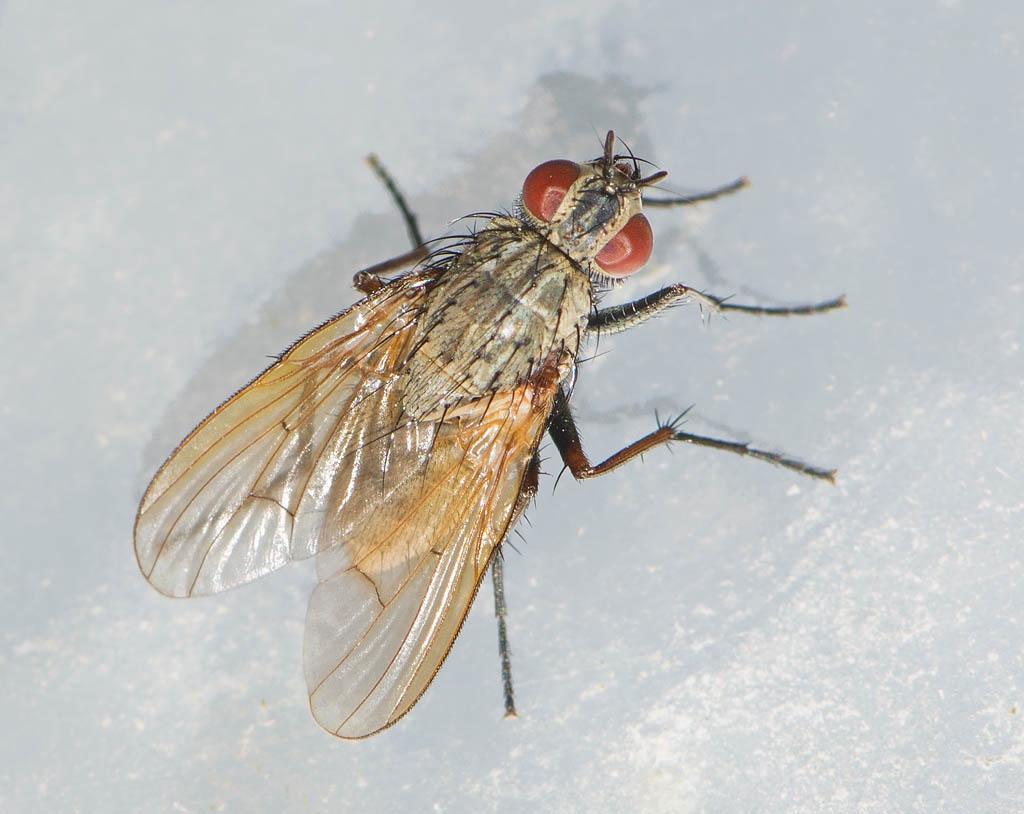 Helina quadrum (Helina quadrum) - Naturbasen