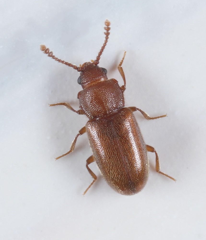 Cryptophagus badius (Cryptophagus badius) - Naturbasen