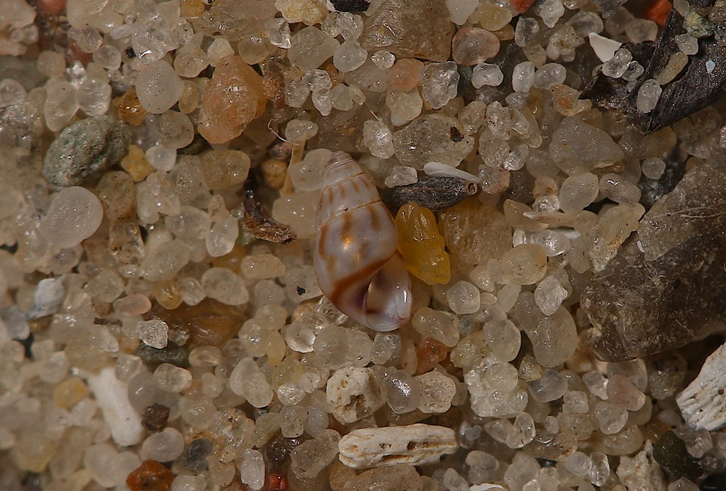Foldet Tangsnegl (Rissoa parva) - Naturbasen