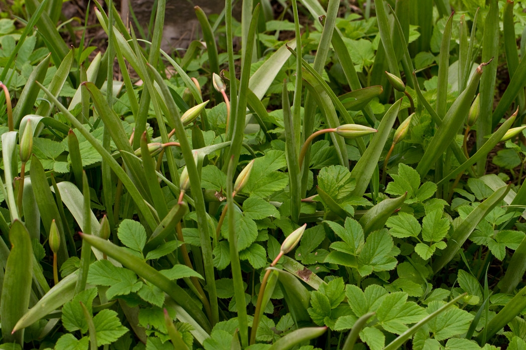 Vild Tulipan - Observation NB-2187953 - Naturbasen