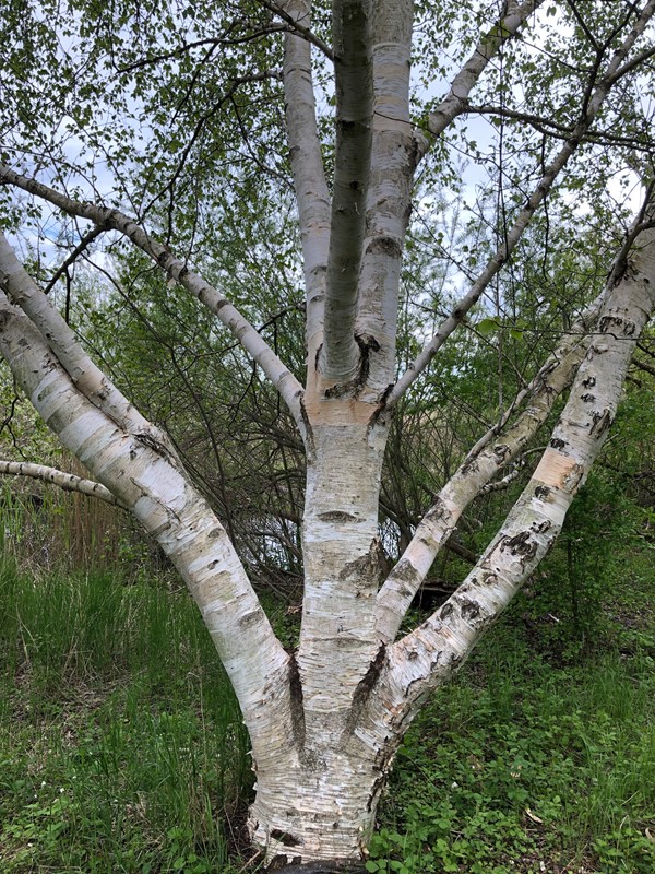 Papir-Birk (Betula papyrifera) - Naturbasen