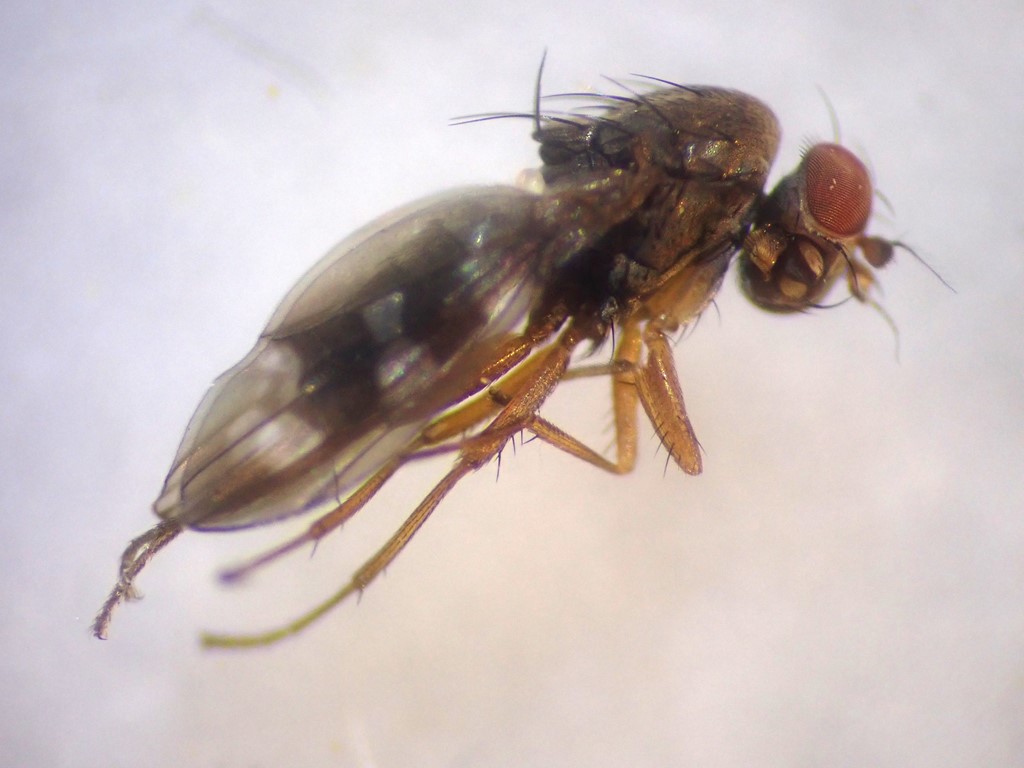 Diastata nebulosa (Diastata nebulosa) - Naturbasen
