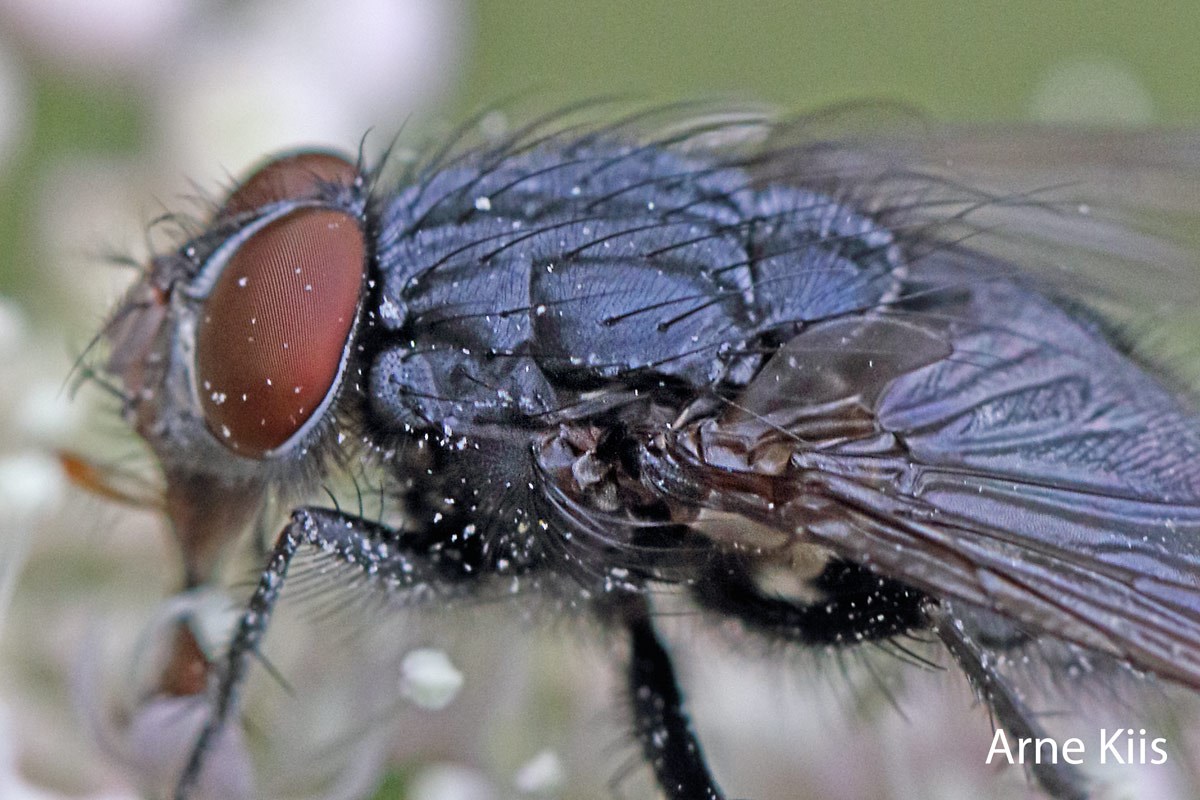 Calliphora loewi (Calliphora loewi) - Naturbasen