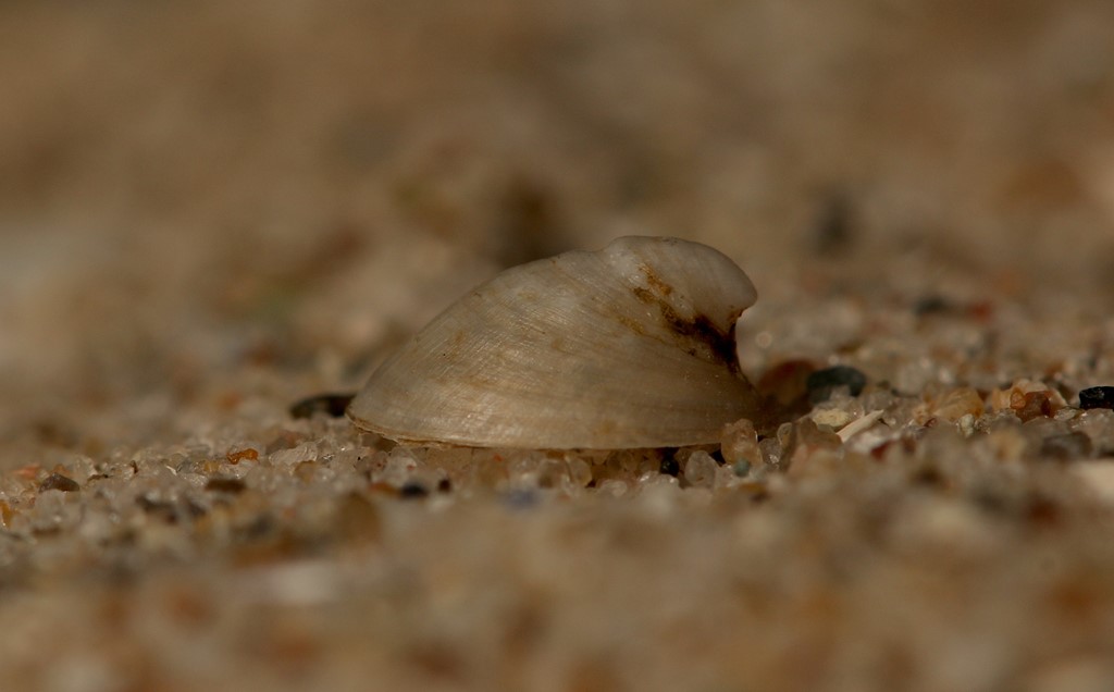 Hueformet Albueskæl (Iothia fulva) - Naturbasen