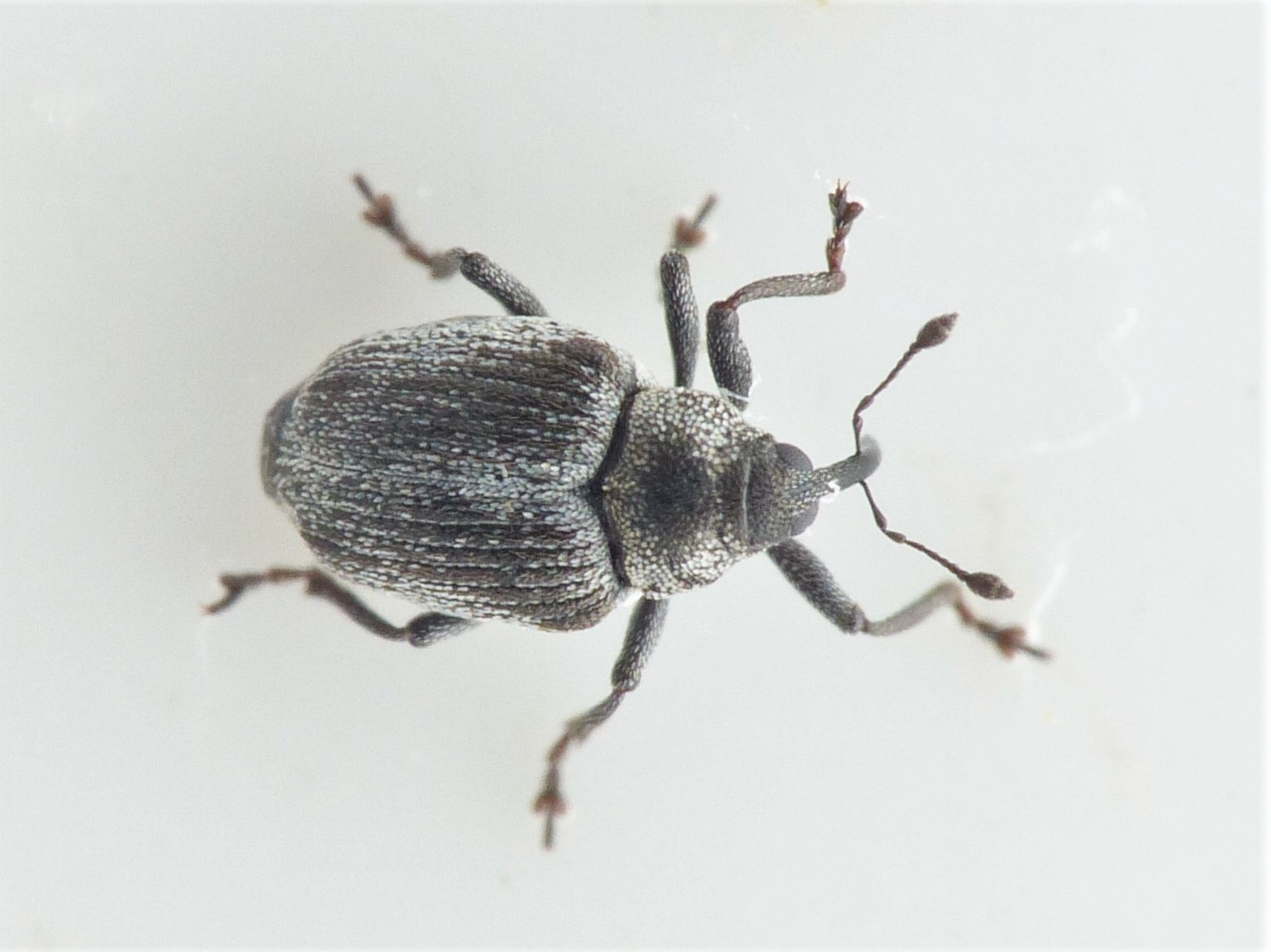 Snudebiller (Curculionidae) - Artsliste med billeder - Naturbasen