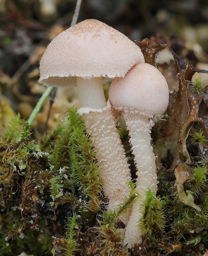 Rødgrå Grynhat (Cystoderma carcharias) - Naturbasen