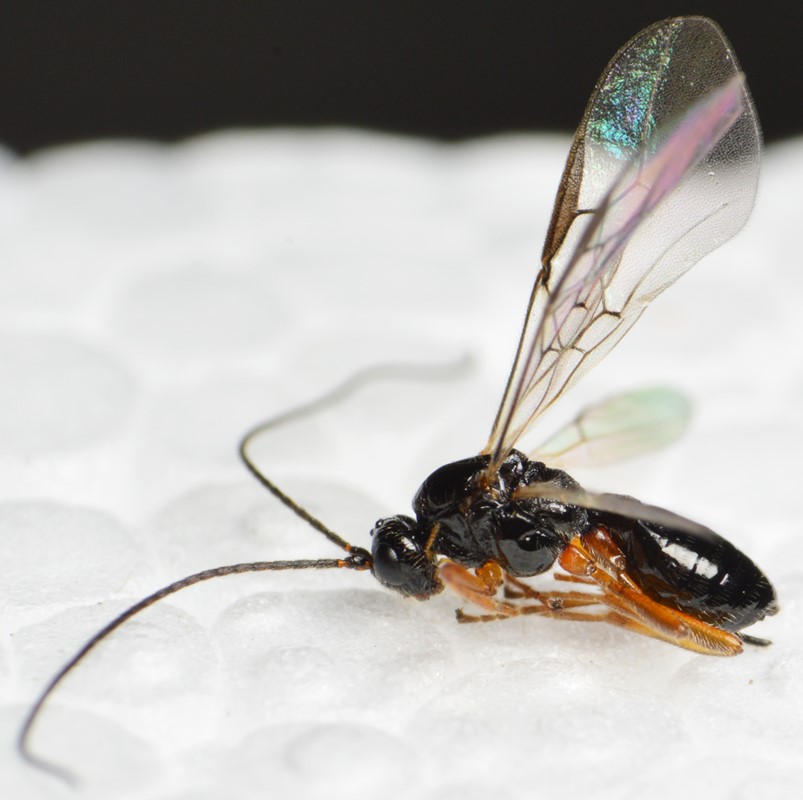 Biosteres carbonarius (Biosteres carbonarius) - Naturbasen