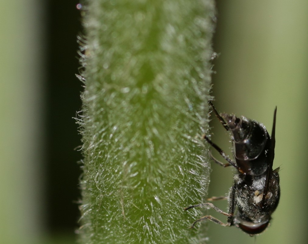 Artiskok-Urtesvirreflue (Cheilosia vulpina) - Naturbasen