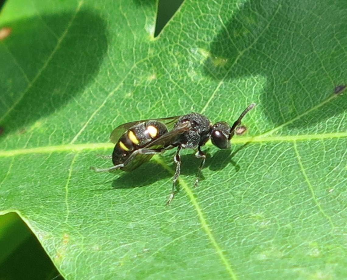 Nysson trimaculatus - Observation NB-2128271 - Naturbasen