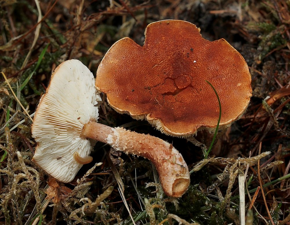 Cystodermella adnatifolia (Cystodermella adnatifolia) - Naturbasen