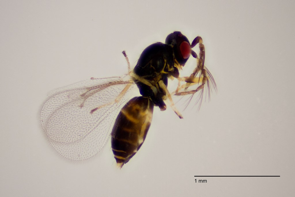 Aprostocetus pallipes (Aprostocetus pallipes) - Naturbasen