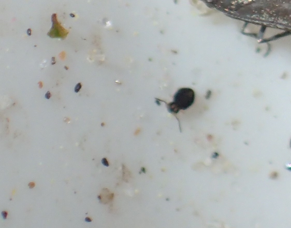 Arter der begynder med 'Bruchus' - Naturbasen