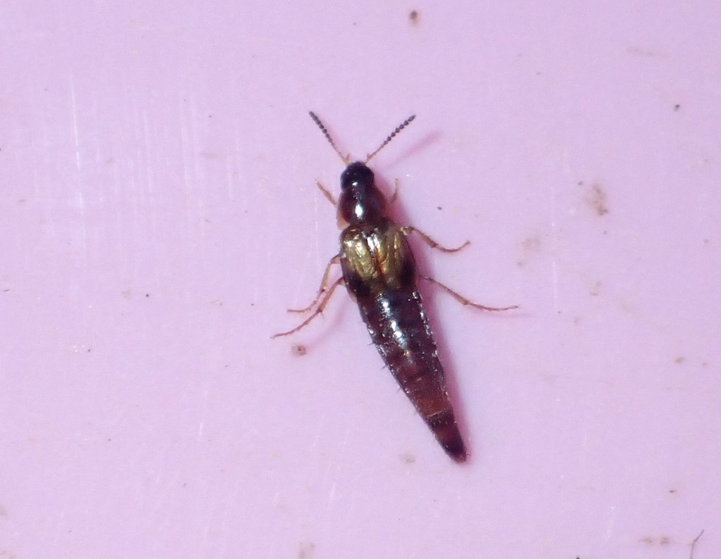 Arter der begynder med 'Involvulus ' - Naturbasen