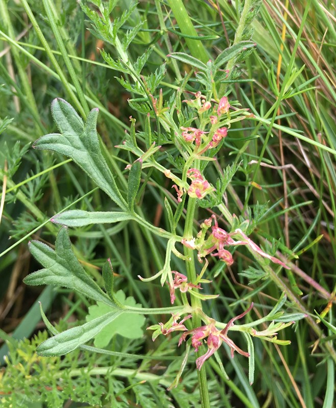 Aceria peucedani (Aceria peucedani) - Naturbasen