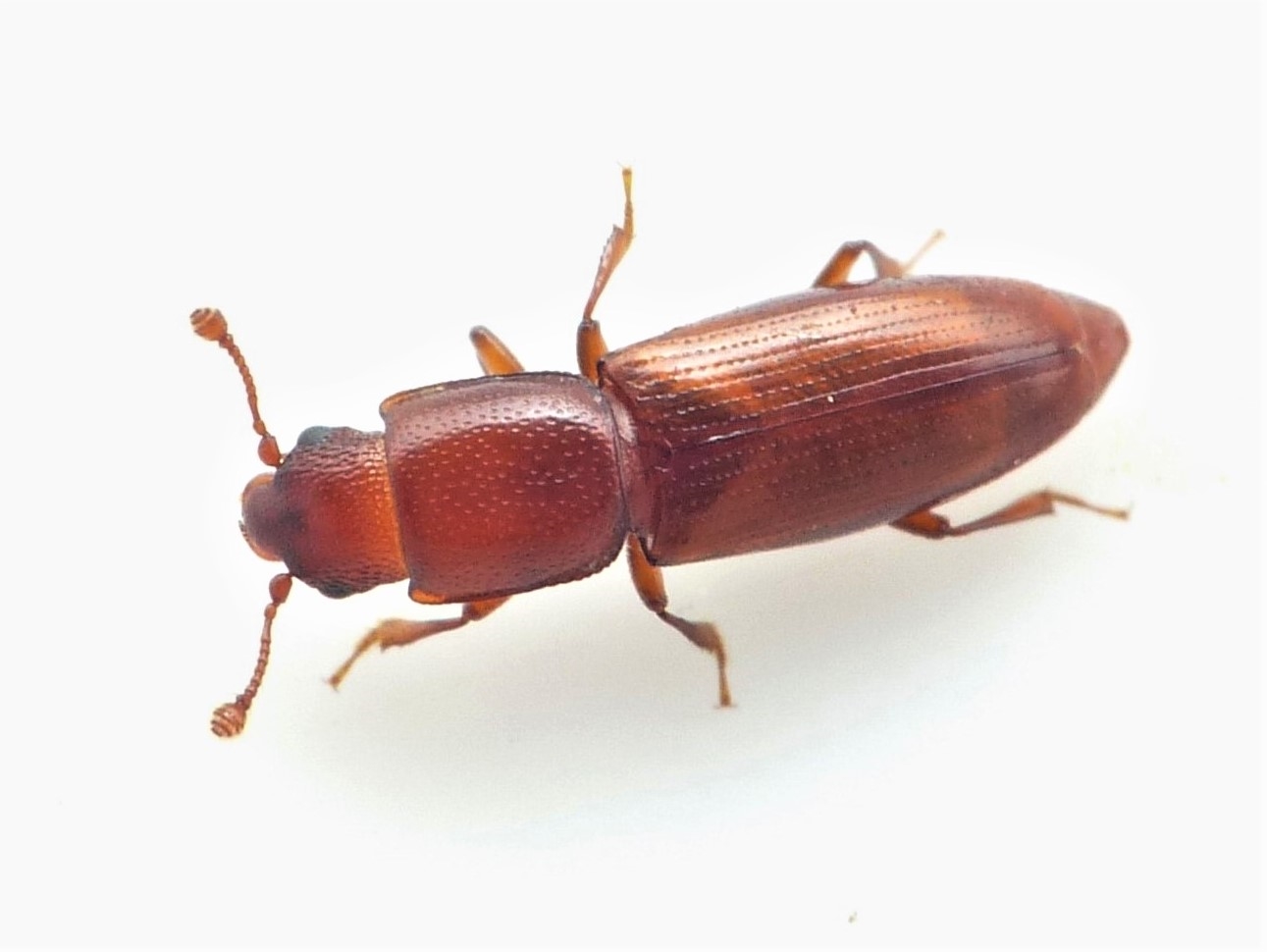 Rhizophagus perforatus (Rhizophagus perforatus) - Naturbasen