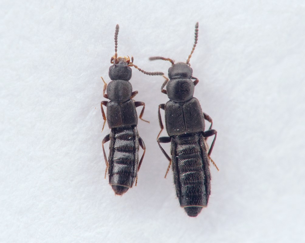 Alianta incana (Alianta incana) - Naturbasen