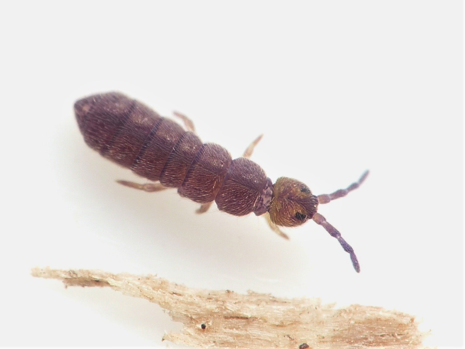 Desoria intermedia (Desoria intermedia) - Naturbasen