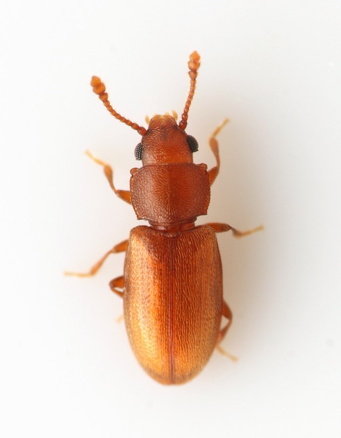 Silvanidae (Silvanidae) - Artsliste med billeder - Naturbasen