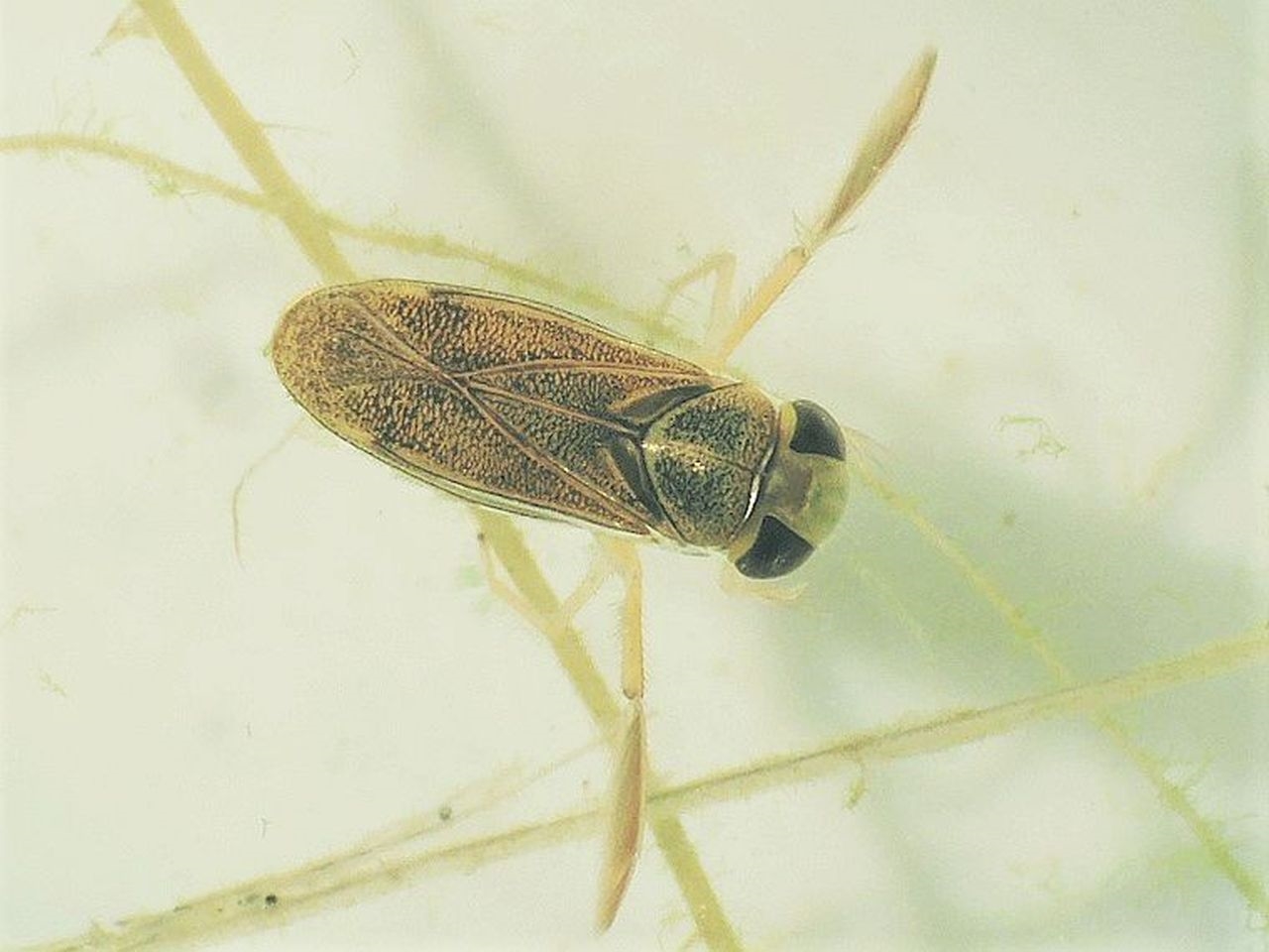 Østlig rovbugsvømmer (Cymatia rogenhoferi) - Naturbasen