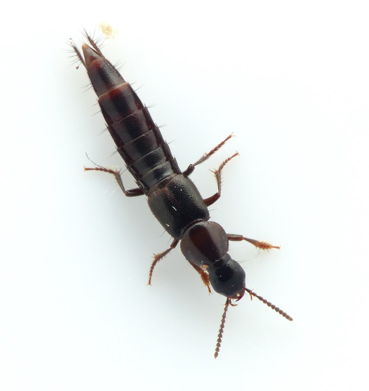 Quedius mesomelinus (Quedius mesomelinus) - Naturbasen